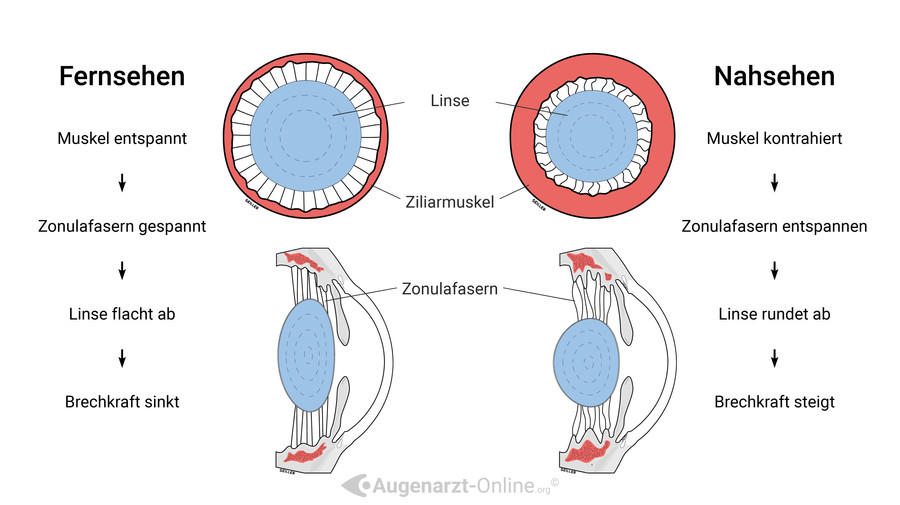 Musculus ciliaris | Lexikon der Augenheilkunde