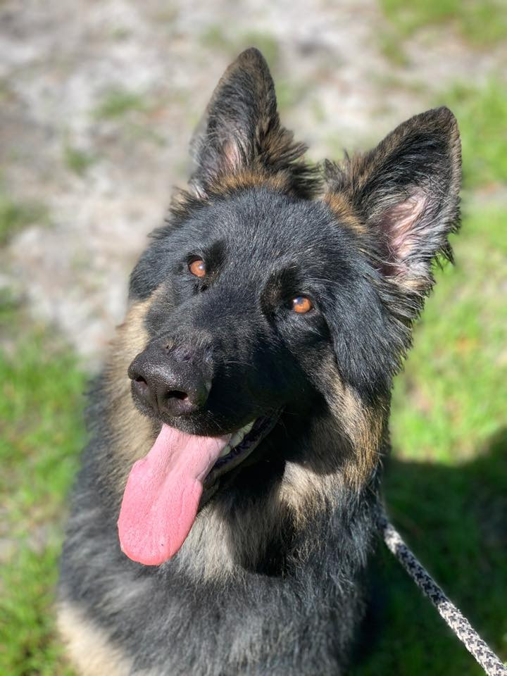 Behavior Modification Contract | Legendary K9 Georgia