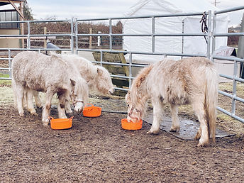 Tiny Tales Pony Rescue Society | Home | Delta, BC