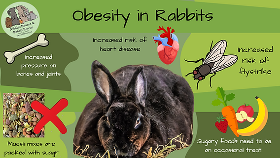 rabbit feeding plan