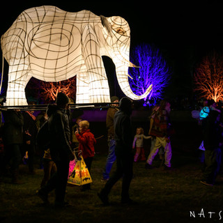 Gallery | Lismore Lantern Parade