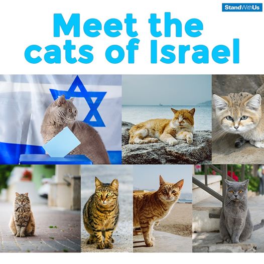 Meet the Cats of Israel - All 2 Million of Them!