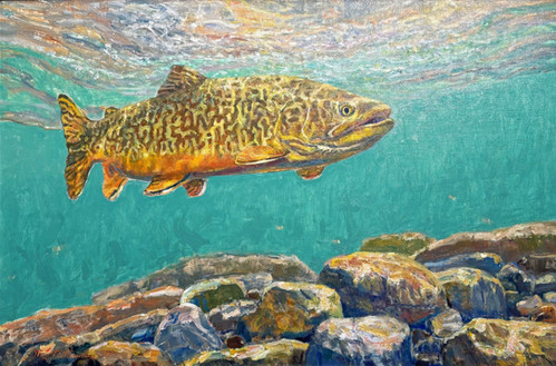 Tiger Trout | Gold River Gallery | Mike Stidham Paintings