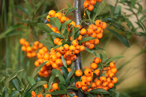 Sea Buckthorn Berry Tree | Seaberry Tree