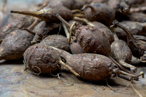 Ground Nut Plants | Buy Groundnut Online