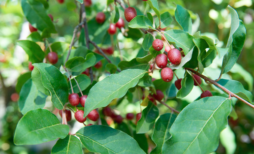 Goumi Bush - Goumi Berry Tree for Sale