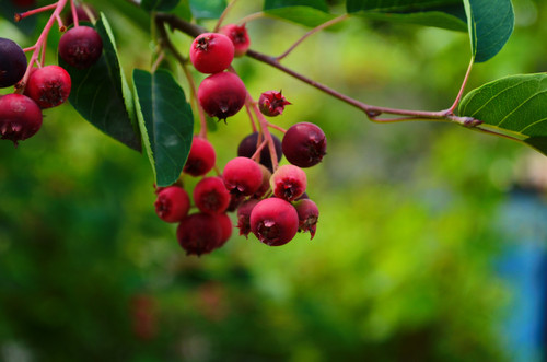 Juneberry Bush for Sale - Serviceberry