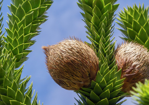 Buy Monkey Puzzle Nut Tree Online