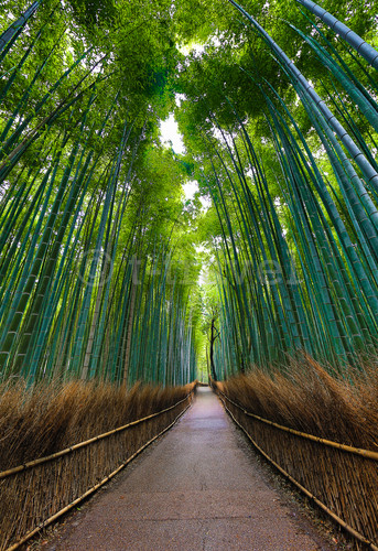 Bamboo Passage | t-travel