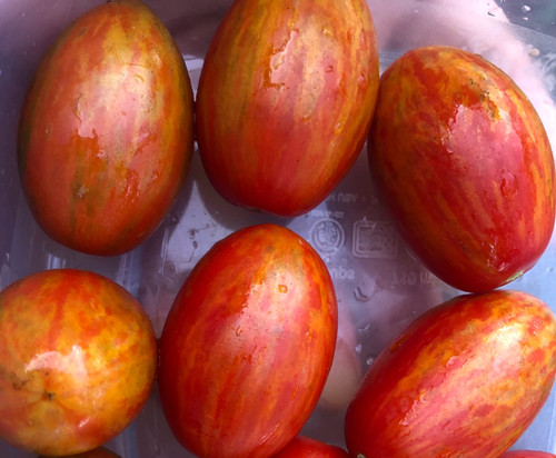 Prairie Fire Tomato | hawaiiseedgrowers