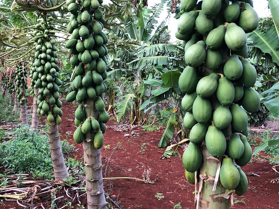 Hawaii Seed Growers Network: Growing locally-adapted seed for Hawaii