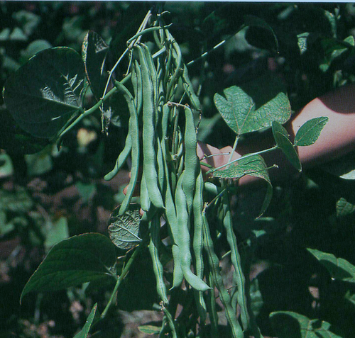 Poamoho Pole Beans | hawaiiseedgrowers