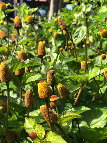 Spilanthes | hawaiiseedgrowers