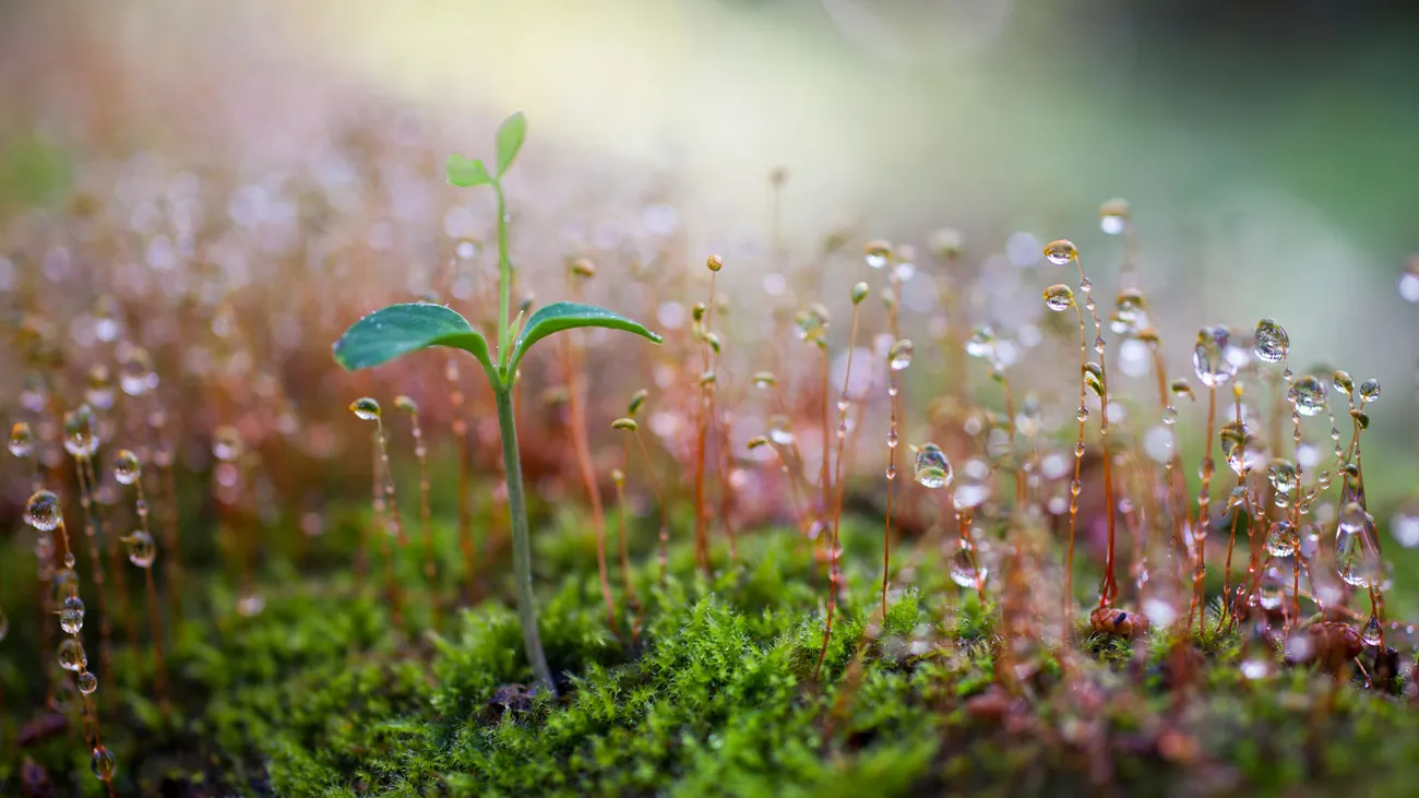 Hawaii Seed Growers Network: Growing locally-adapted seed for Hawaii
