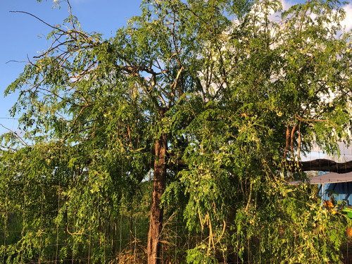 Moringa PKM-1 / Kalamungai | hawaiiseedgrowers