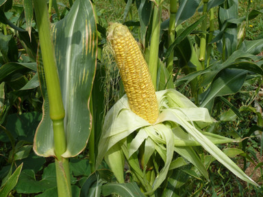 Hawaii Seed Growers Network: Growing locally-adapted seed for Hawaii