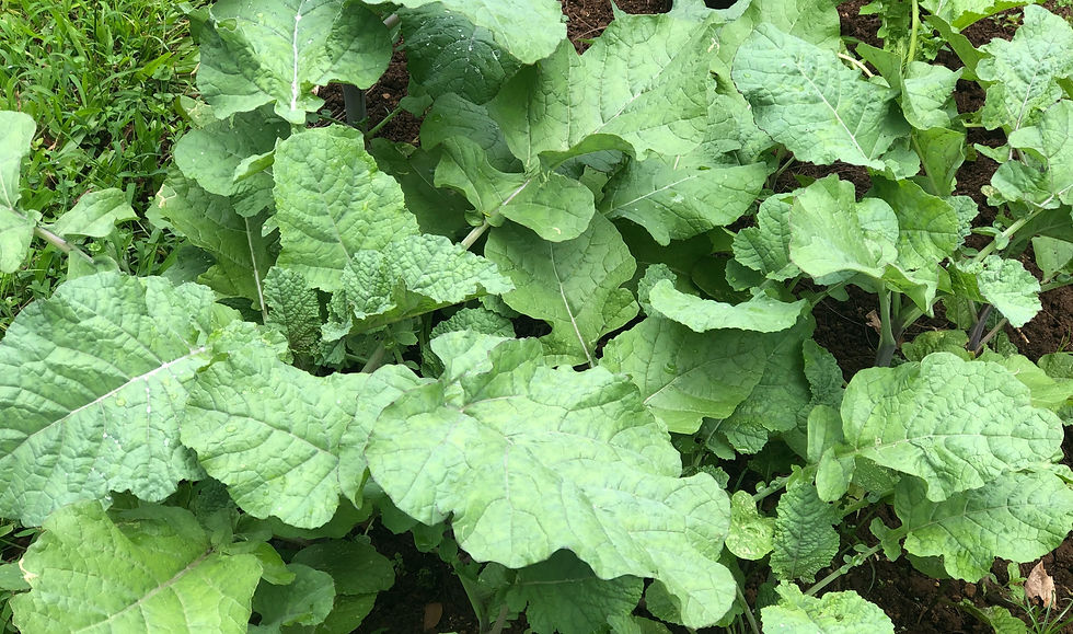 Hawaii Seed Growers Network: Growing locally-adapted seed for Hawaii