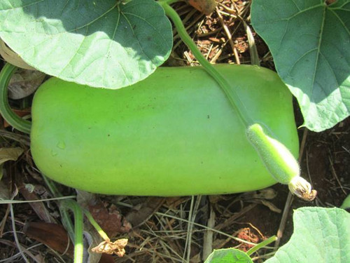 Hyotan / Opo Squash | hawaiiseedgrowers