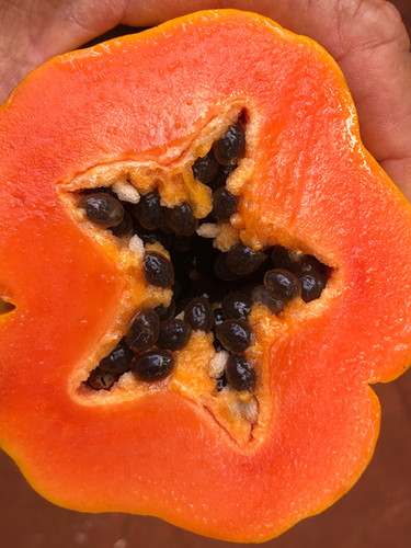 Red Lady Papaya | hawaiiseedgrowers