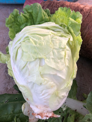 Won Bok, Beauty Sun | hawaiiseedgrowers