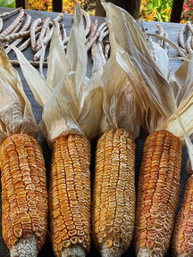 Hawaii Seed Growers Network: Growing locally-adapted seed for Hawaii 6/6