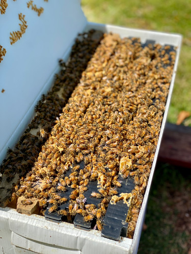 5-Frame Deep Nucleus Hives | Sherwood Hill Honey