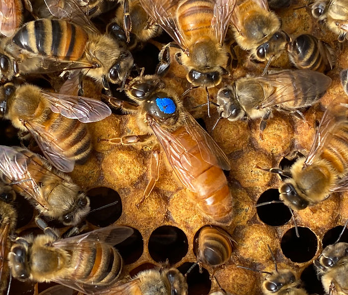 Queen Bee Breeding | Sherwood Hill Honey