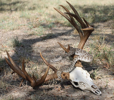 Lester Hunting Ranch