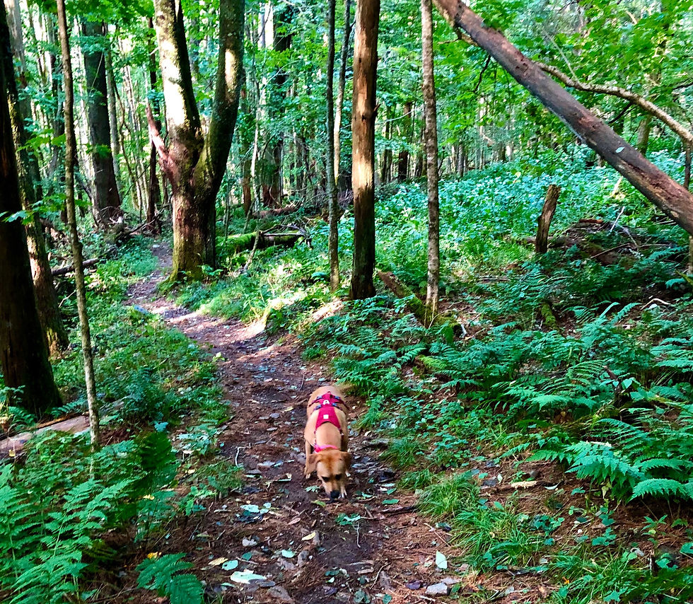 The Ultimate Blue Ridge Mountains Travel Guide