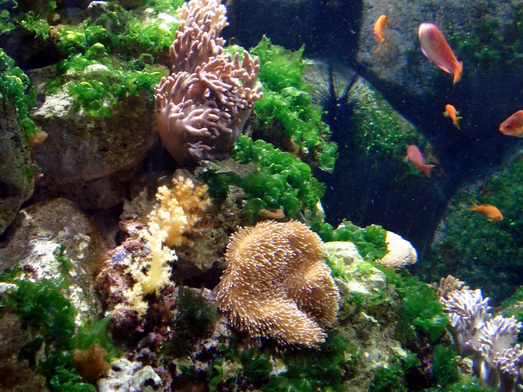 Flora del oceano | elmundoazul