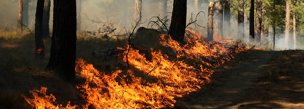 Navigating the Public Perception of Prescribed Fires in California