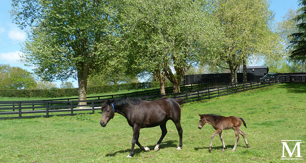 Sacred Falls - Speeding Filly