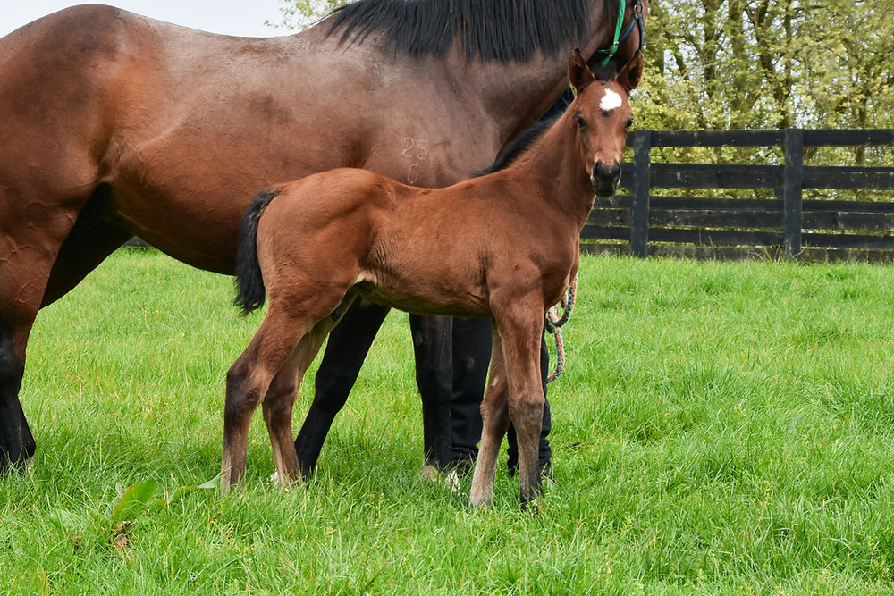 PUCCINI - MAPPERLEY MAGIC COLT