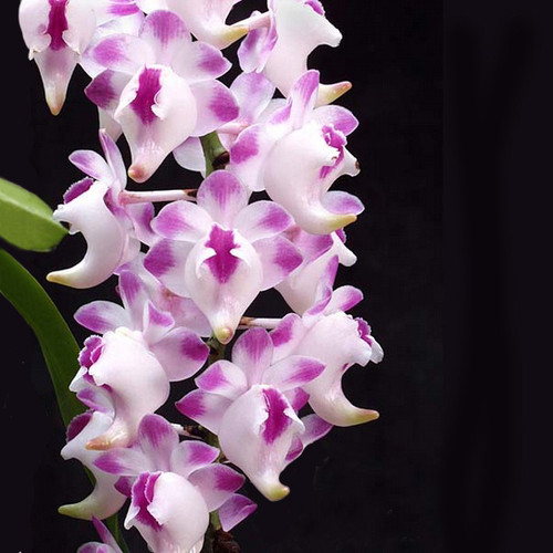 Aerides Lawrenceae | orquidario-aniela