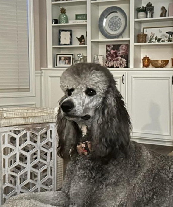 What does a "Silver Poodle" look like?