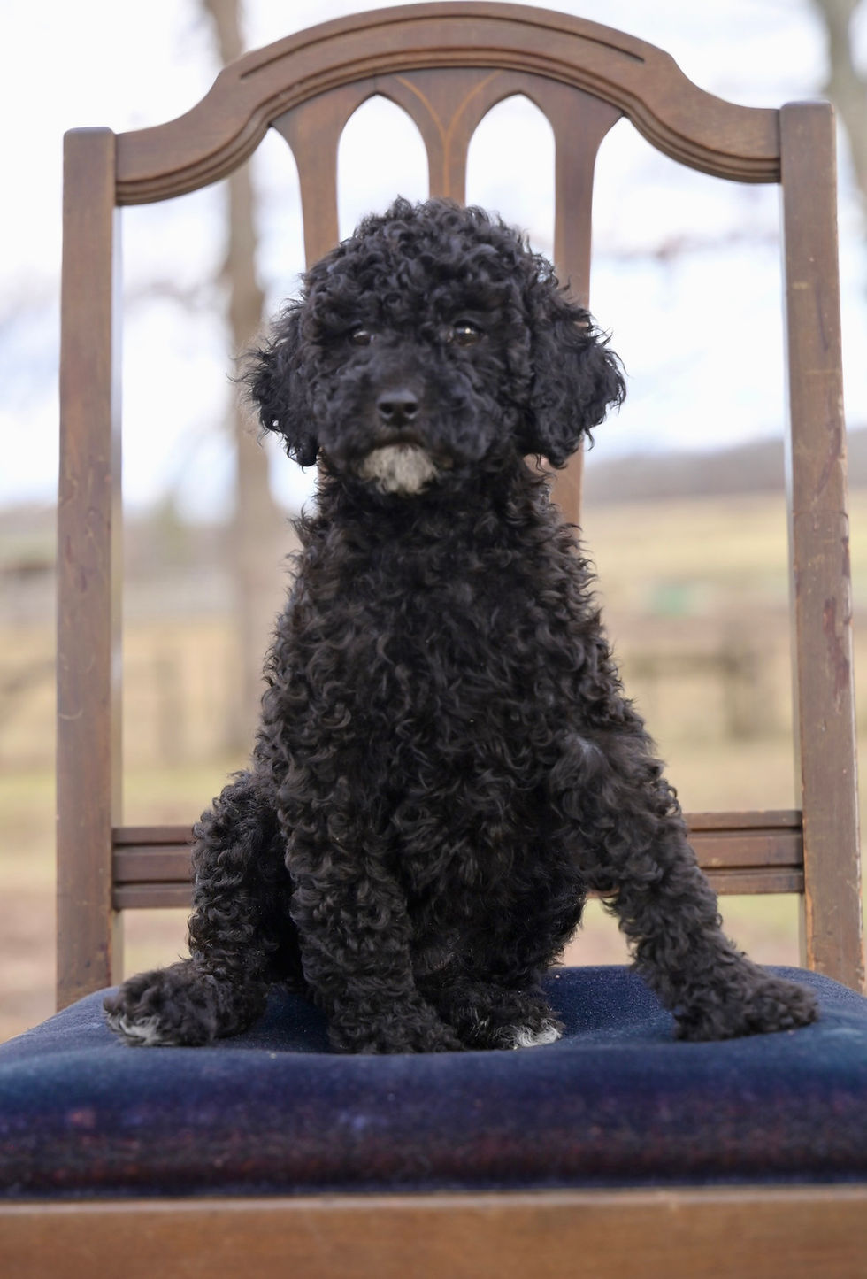 Black/Silver | Standard Poodles