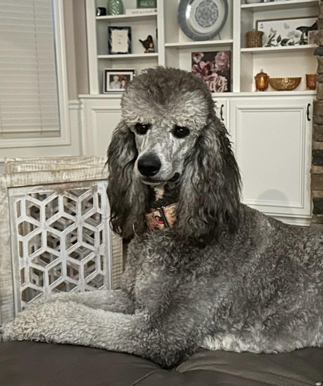 What does a "Silver Poodle" look like?