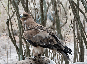 Adopt a Raptor | Kenya Bird of Prey