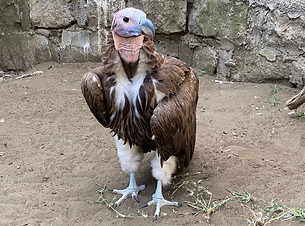 Adopt a Raptor | Kenya Bird of Prey Trust