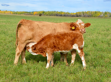 Commercial Simmentals | L Diamond Farm