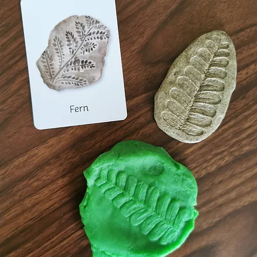 Fossil Identification Cards | The Toy Shop