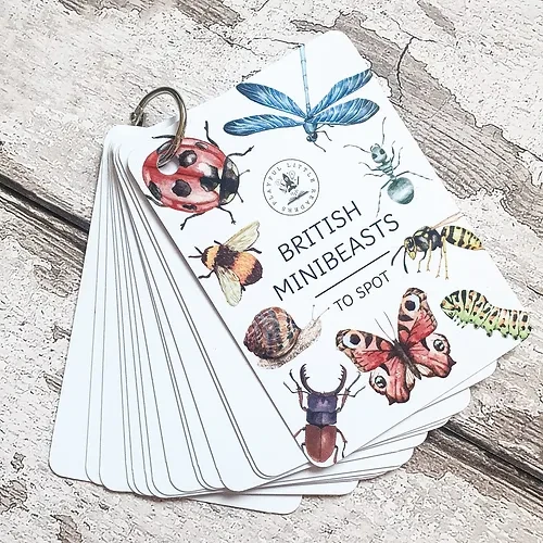 British Minibeasts Identification Cards | The Toy Shop