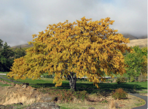 Honey Locust Tree (healthy seedling)(Gleditsia Triacanthos) | NutsAnywhere