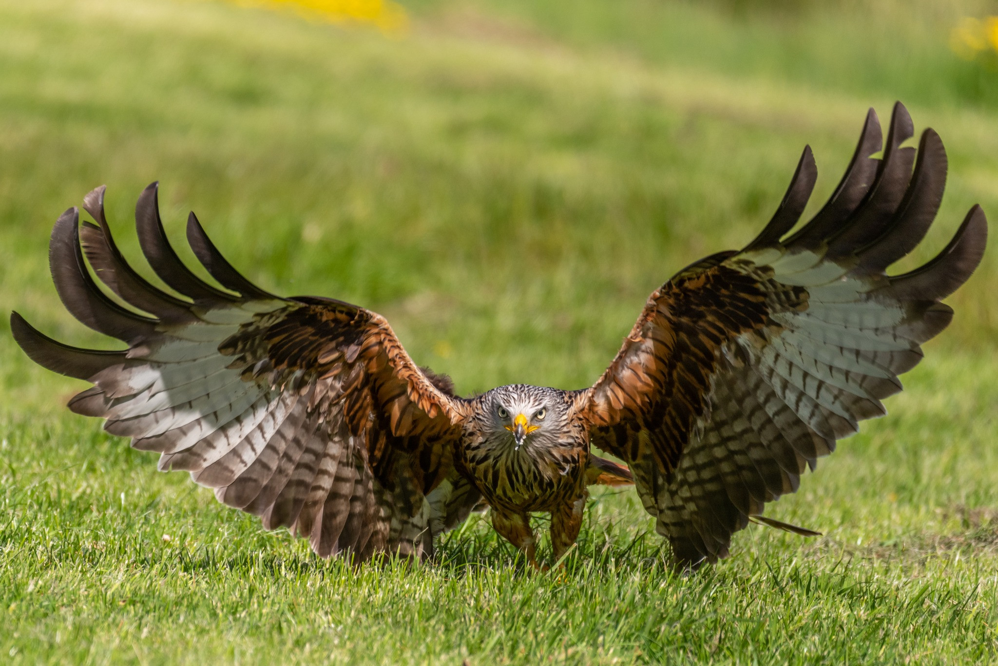 Red Kite Hide Photography Workshop | chappersphotography