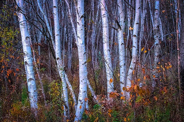 Canadian Shield | Scott Forsyth Photography