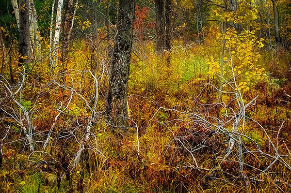 Canadian Shield | Scott Forsyth Photography