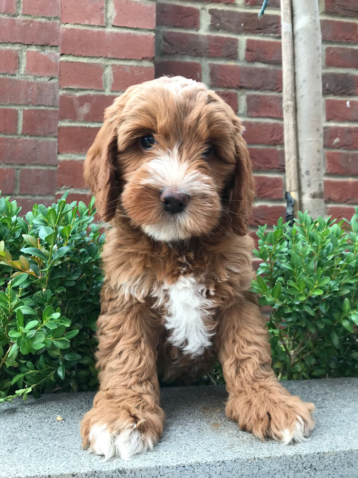 red labradoodle mini