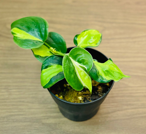 Philodendron Cream Splash - Hederaceum - Grower's Choice - 4" Pot | The ...
