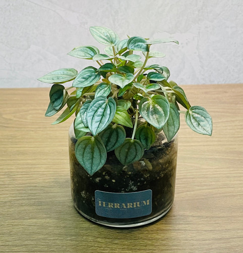 Peperomia Caperata Ice Frost - Medium Terrarium - Grower's Choice ...