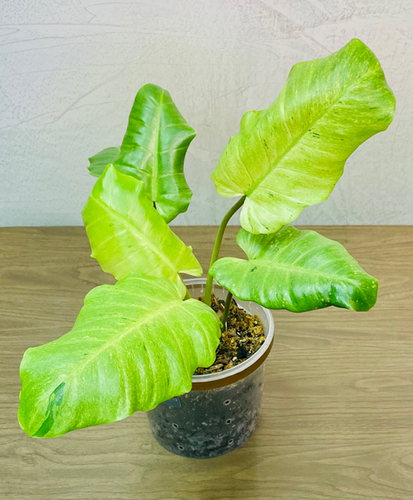 Philodendron Snowdrift - Actual Plant - 6” Pot - Rare Live Plant | The ...